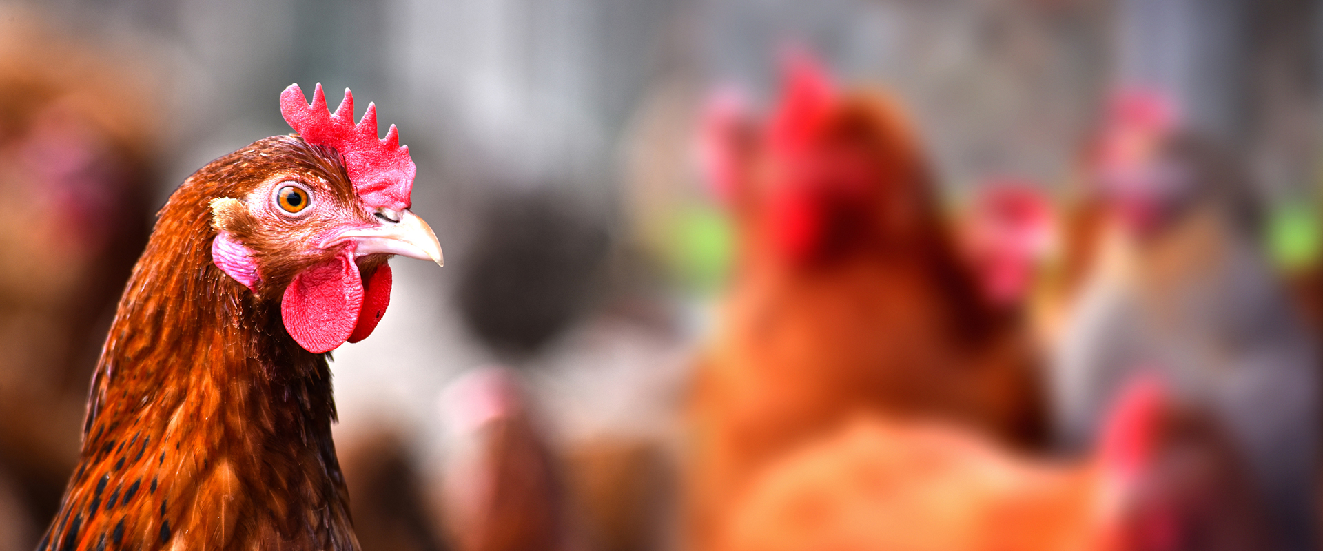 South Carolina Poultry Federation