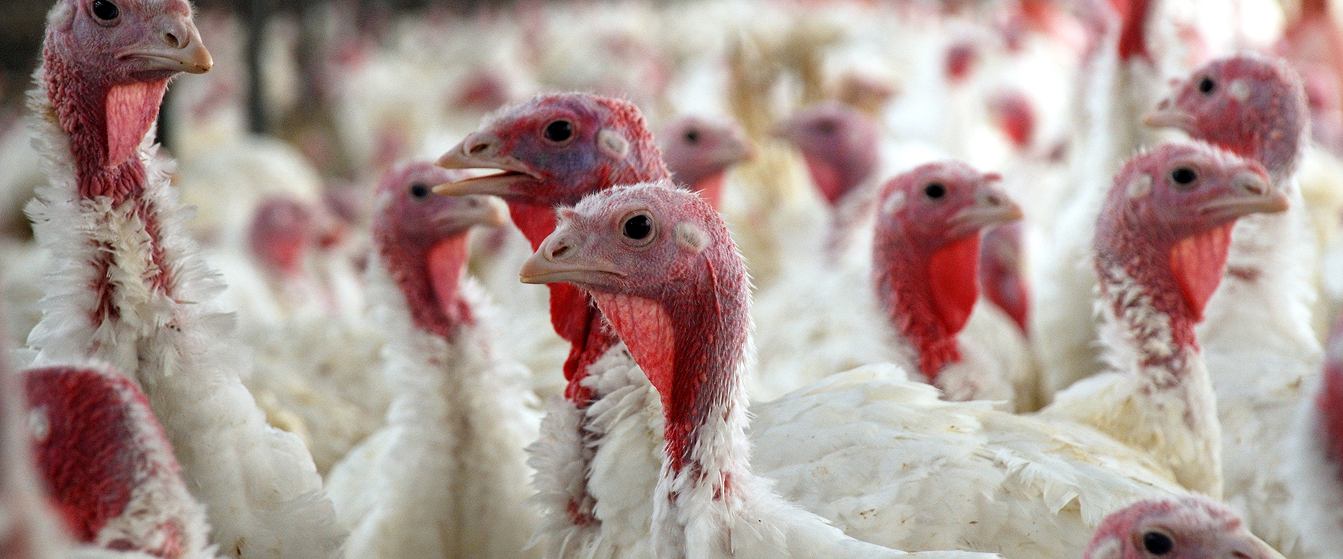 South Carolina Poultry Federation