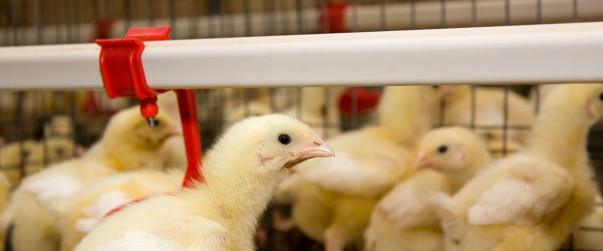 South Carolina Poultry Federation