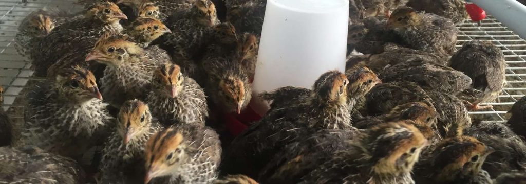 Contact – South Carolina Poultry Federation